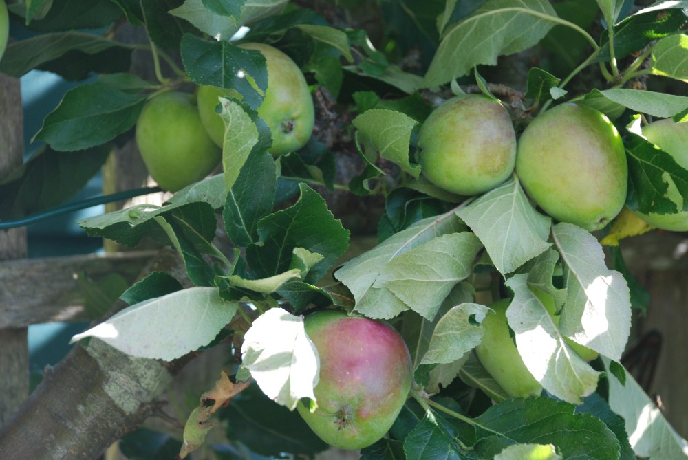 Apples in the Kitchen Garden | In an Irish Home